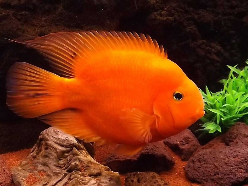 Аквариумная рыба попугай