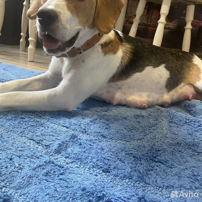 Отдам в хорошие руки щенки эстонской гончей