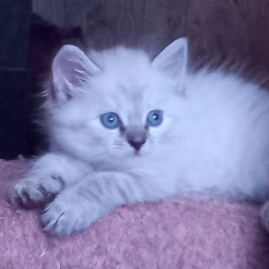 Невский маскарадный котёнок