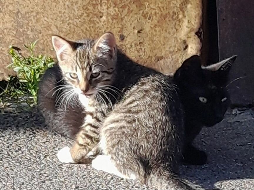 Кошка