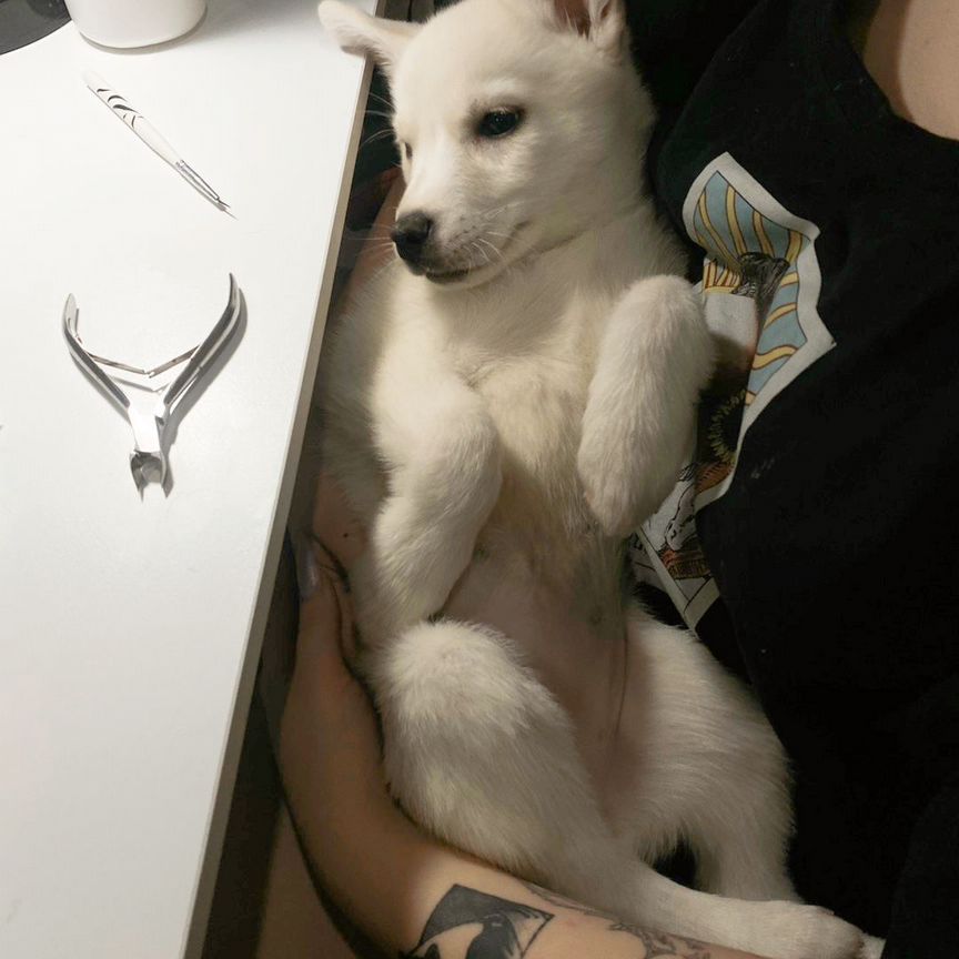 Собака