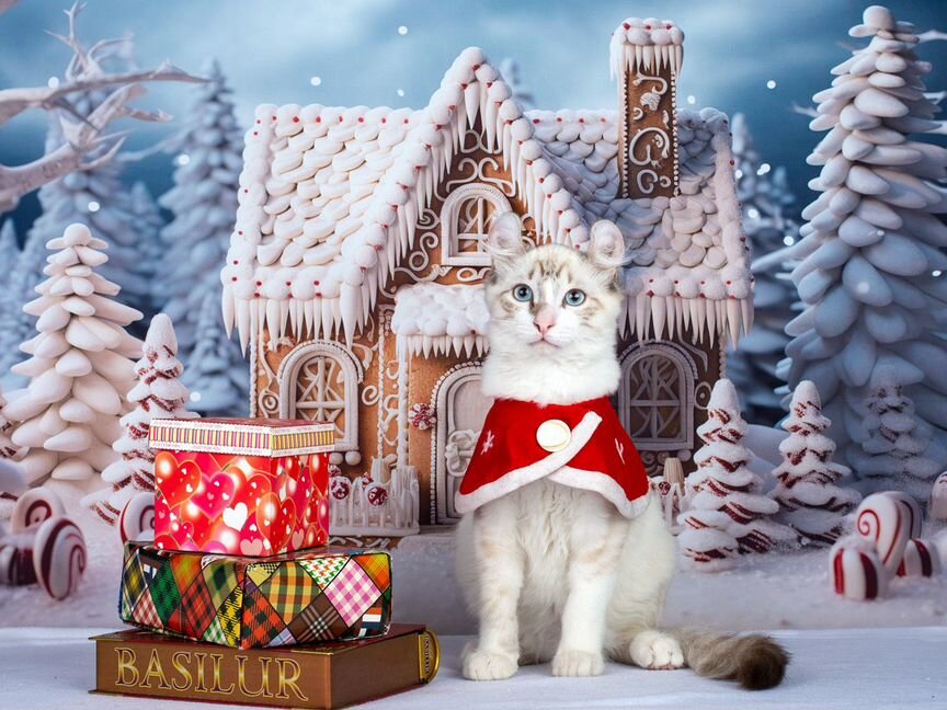 Американский керл котята