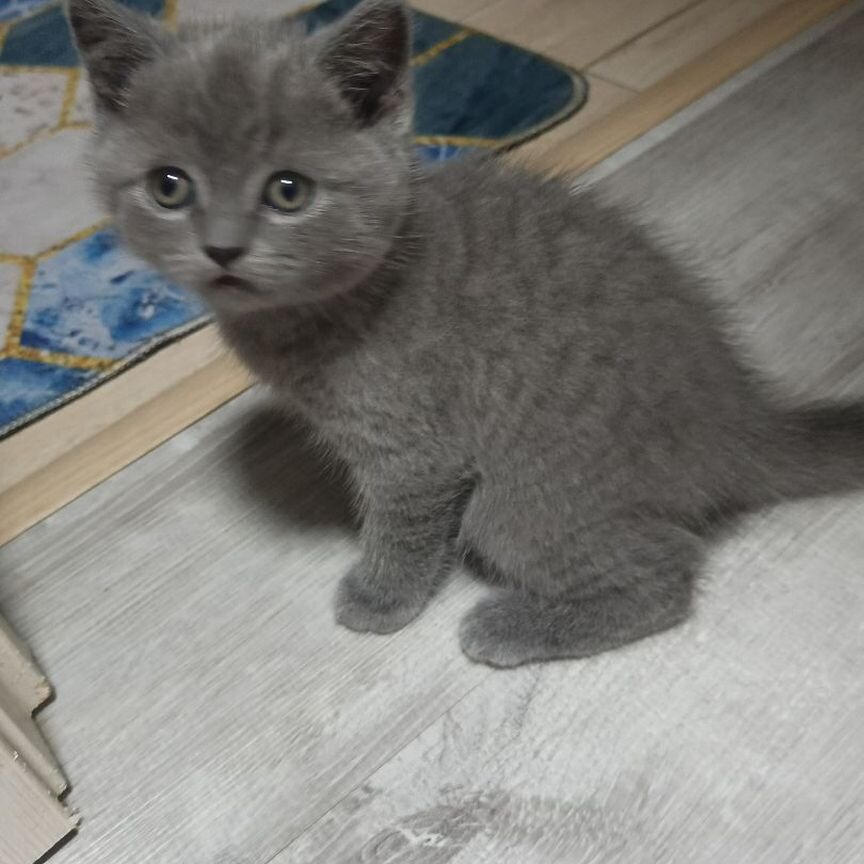 Продам котенка