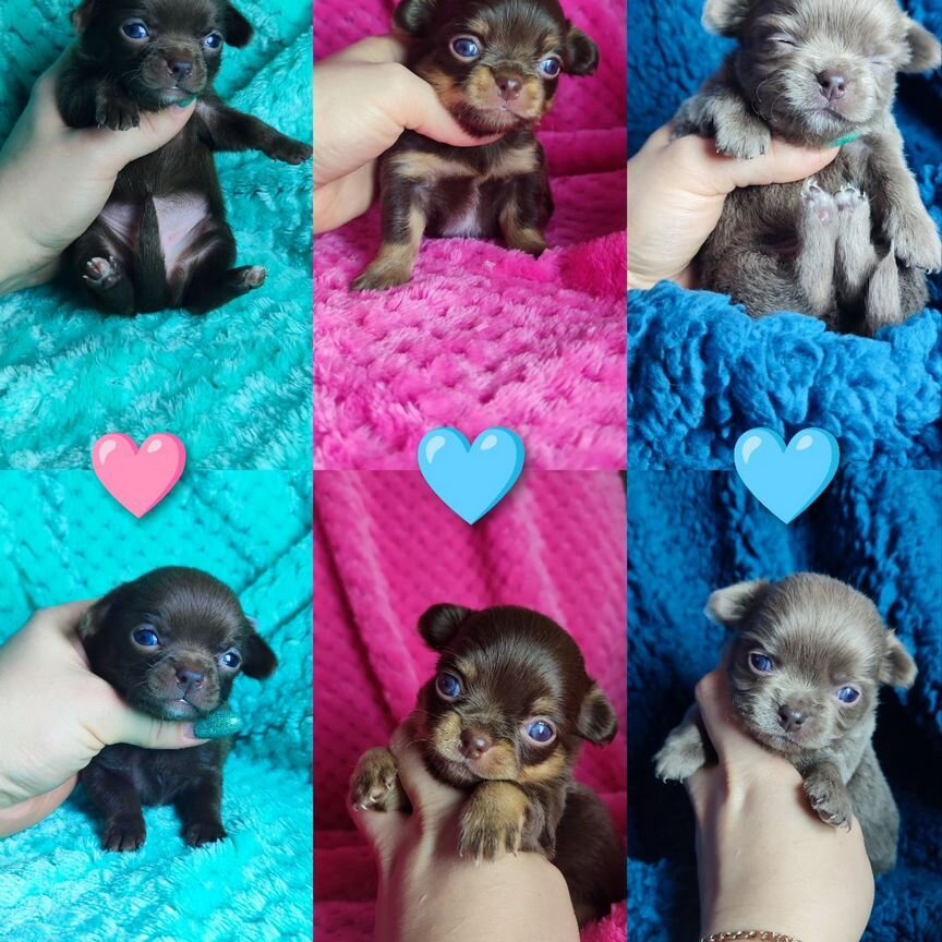 Чихуашки обояшки