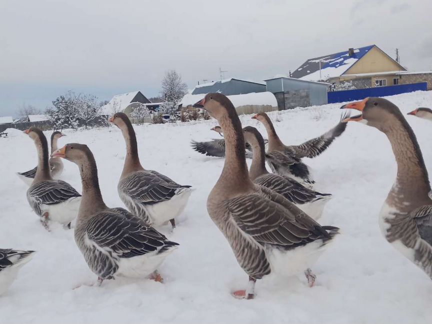 Гуси Холмогоры на племя