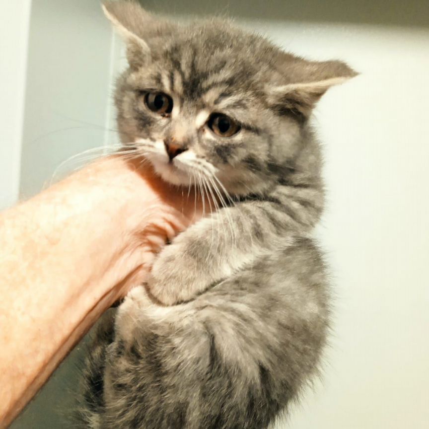 Котёнок в беде