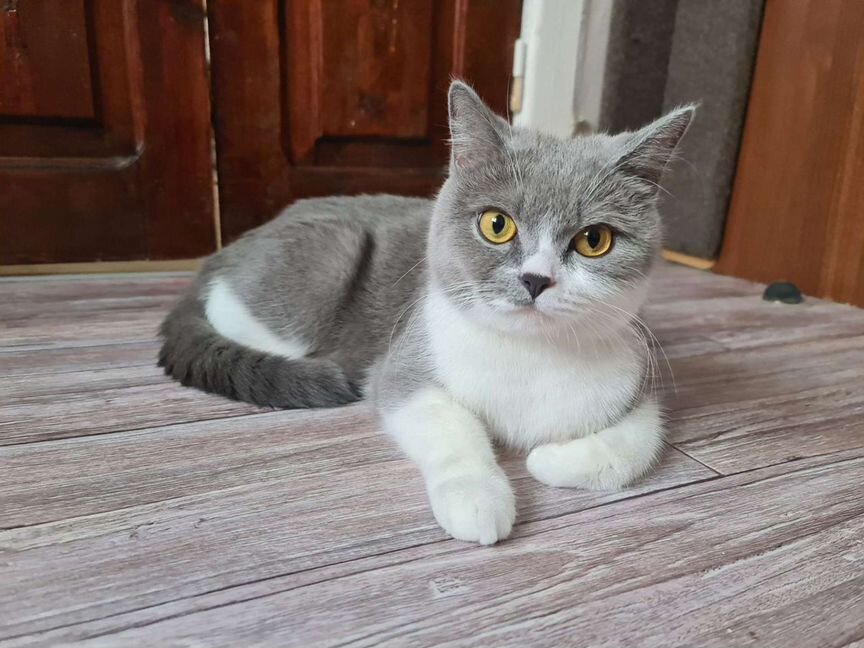 Стерилизованная Молли в дар Надёжным хозяевам