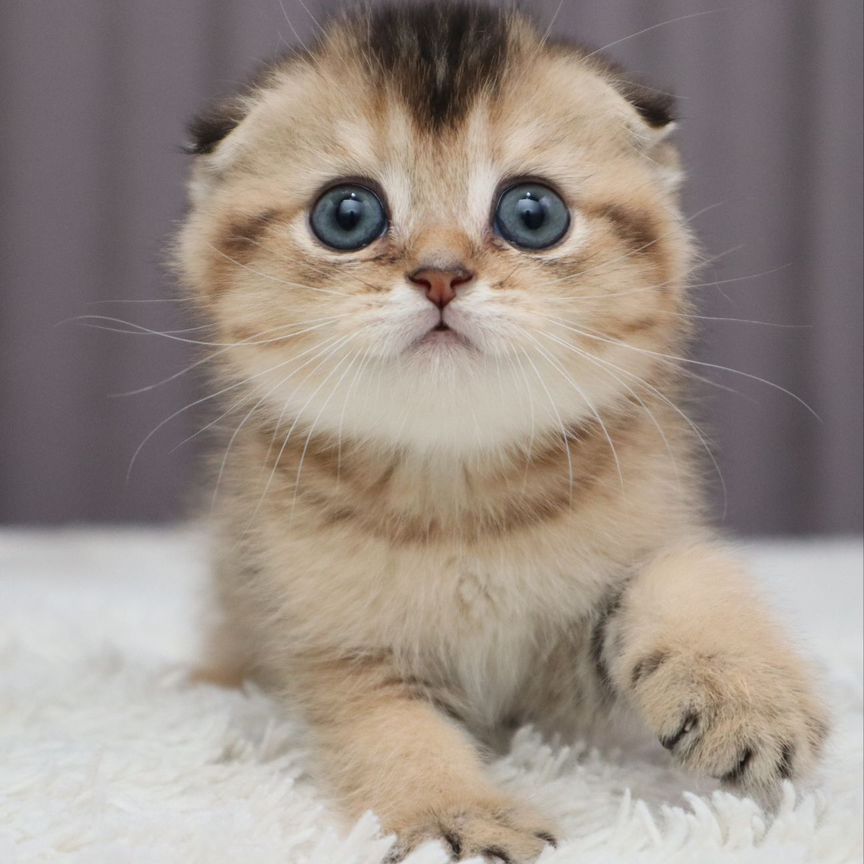 Шотландский вислоухий короткошёрстный котёнок