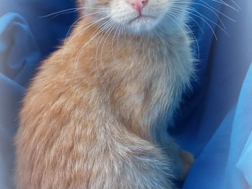 Котенок Солнышко ищет родителей