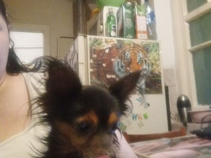 Найдена собака ищу хозяина