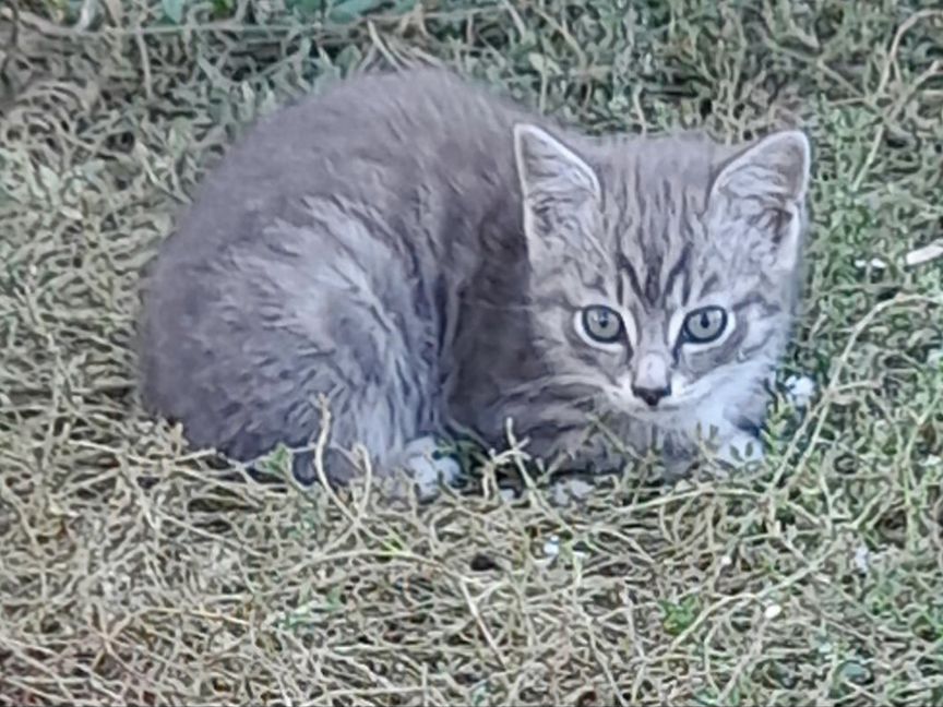 Отдам котят