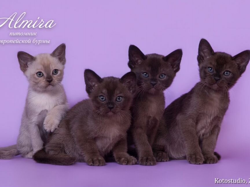 В питомнике свободные котята