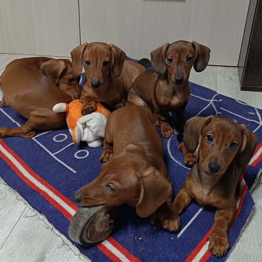 Кроличья такса, щенок