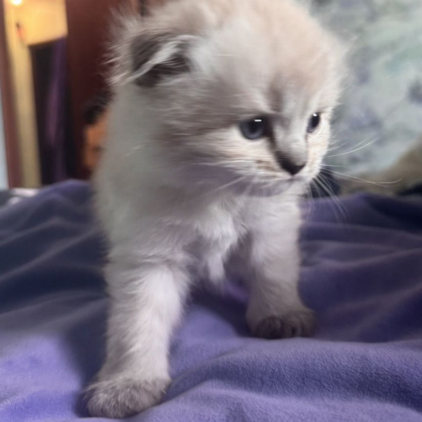 Невский маскарадный котёнок