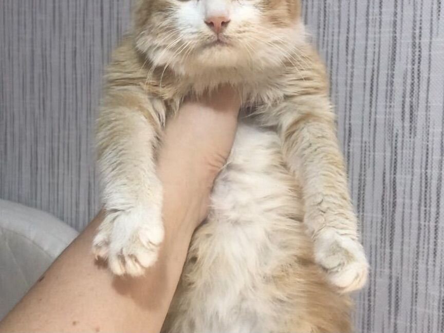 Лёлик ищет дом)