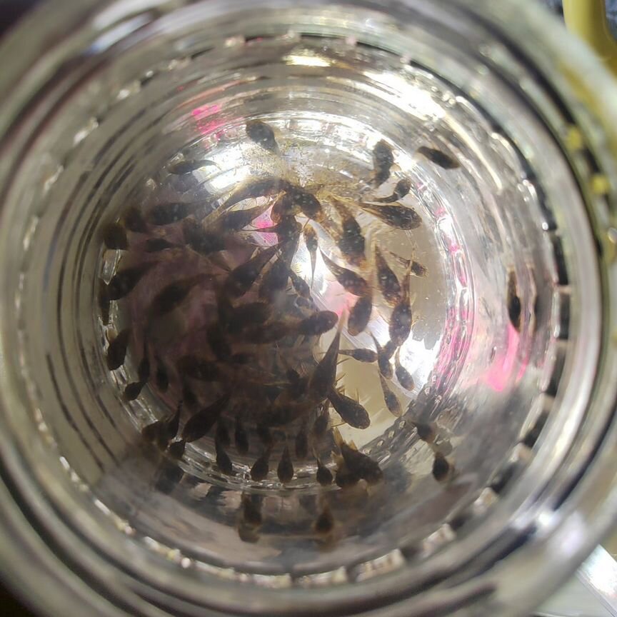 Аквариумные сомики