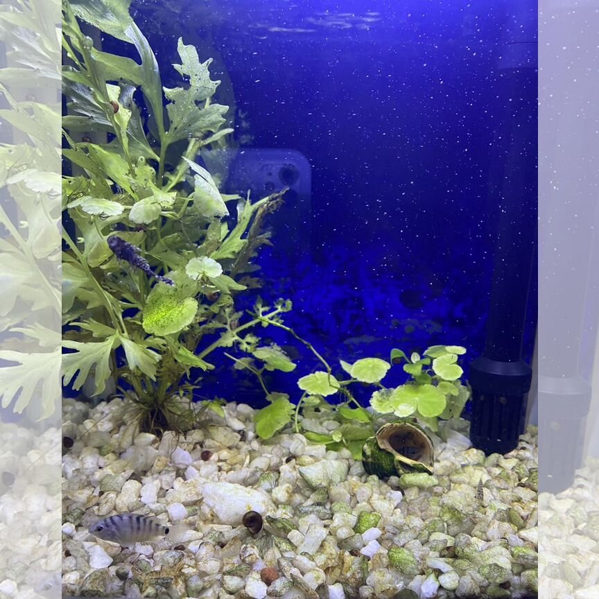 Мальки цихлид