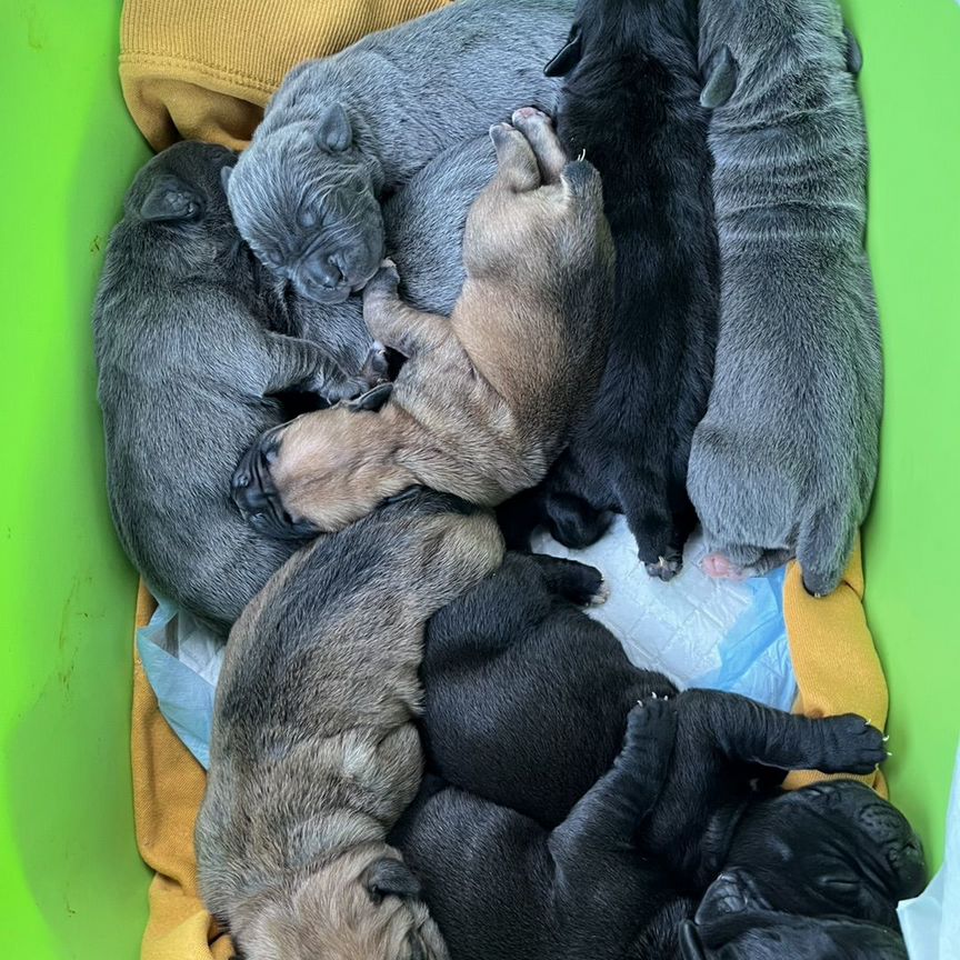 Щенки кане корсо