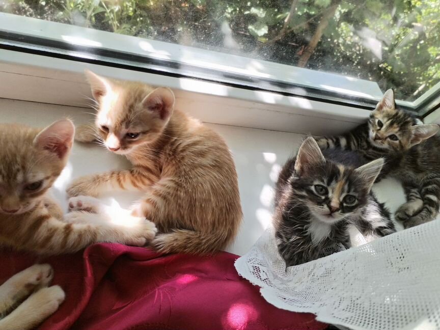 Котята в добрые руки