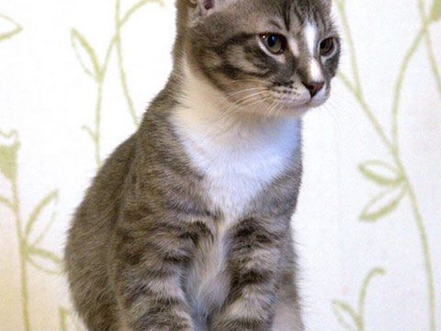 Полосатенькое чудо, очаровательный котенок Чунь