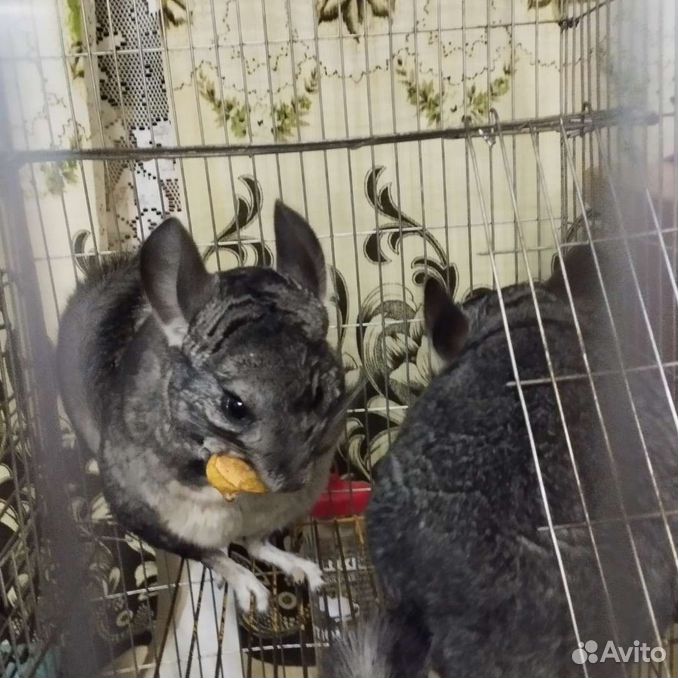 Шиншиленок