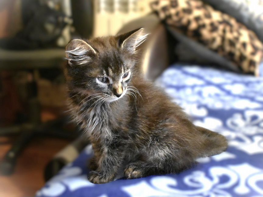 Кошка