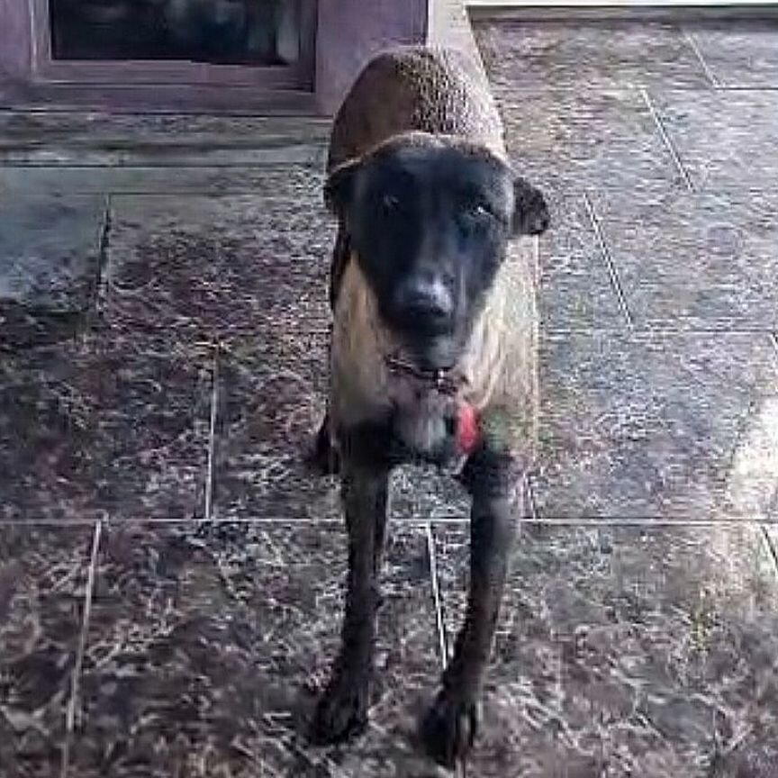 Взрослая собака в добрые руки