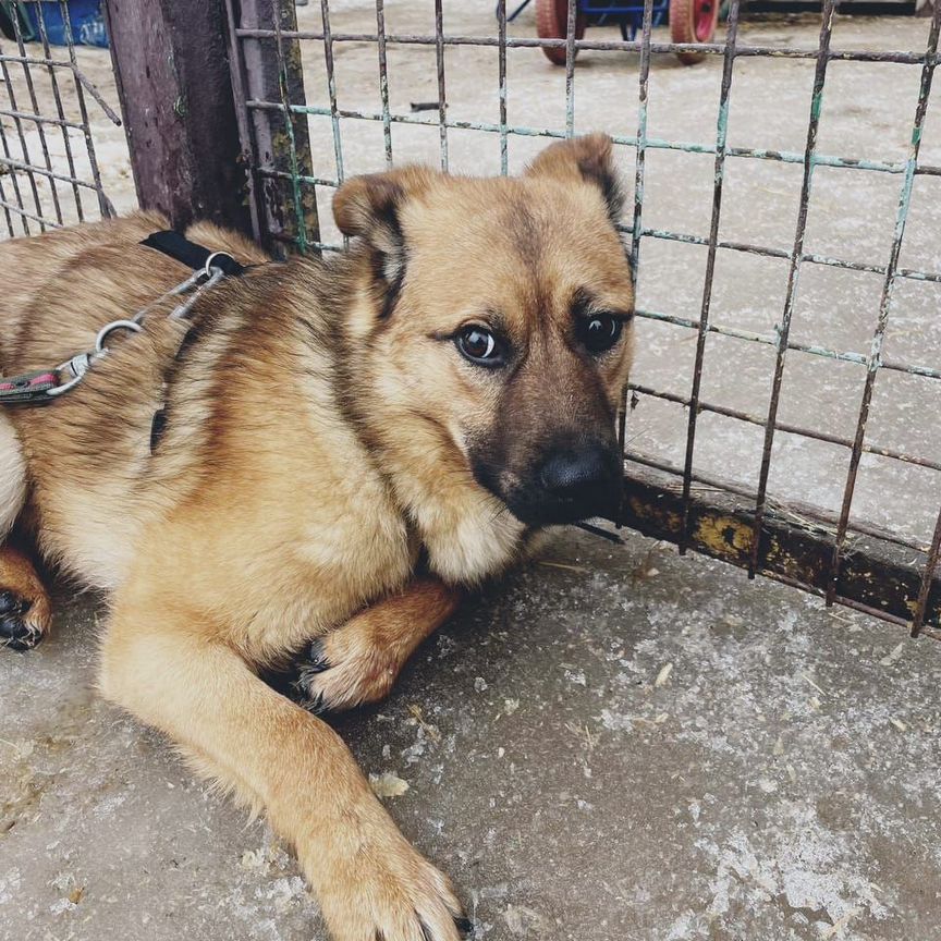 Малыш ждёт хозяев