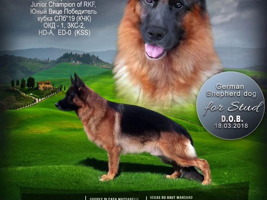 Немецкая овчарка