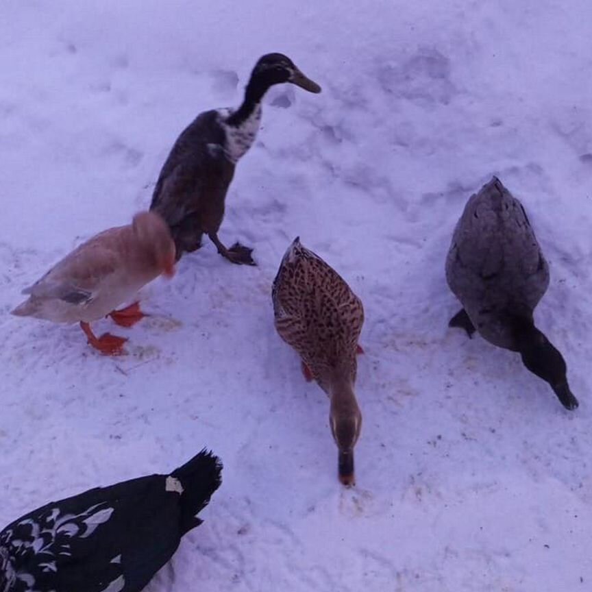 Соберу инкубационное яйцо индийского бегуна