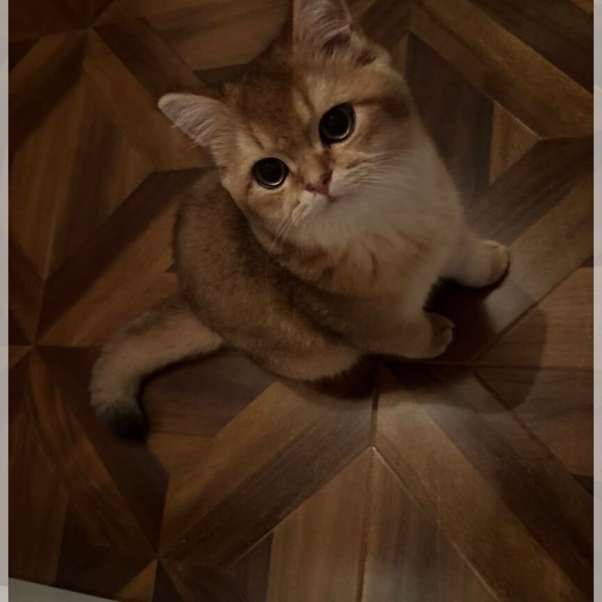 Шотландский вислоухий короткошёрстный котёнок