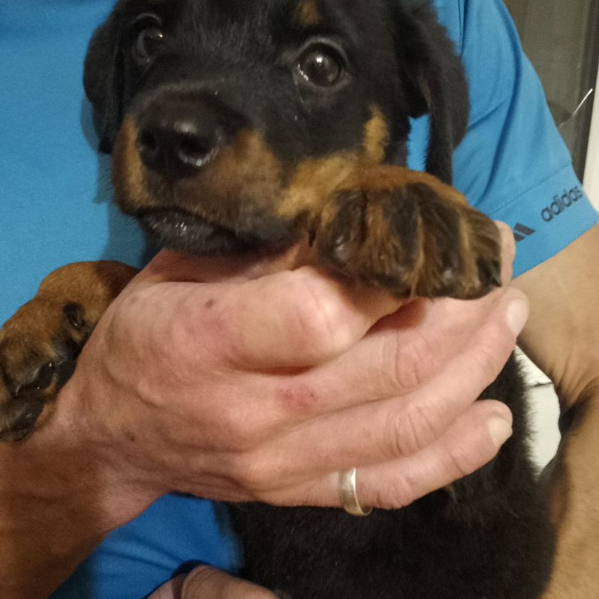 Малыш ротвейлер