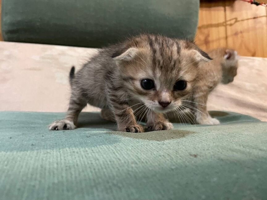 Вислоухие котята