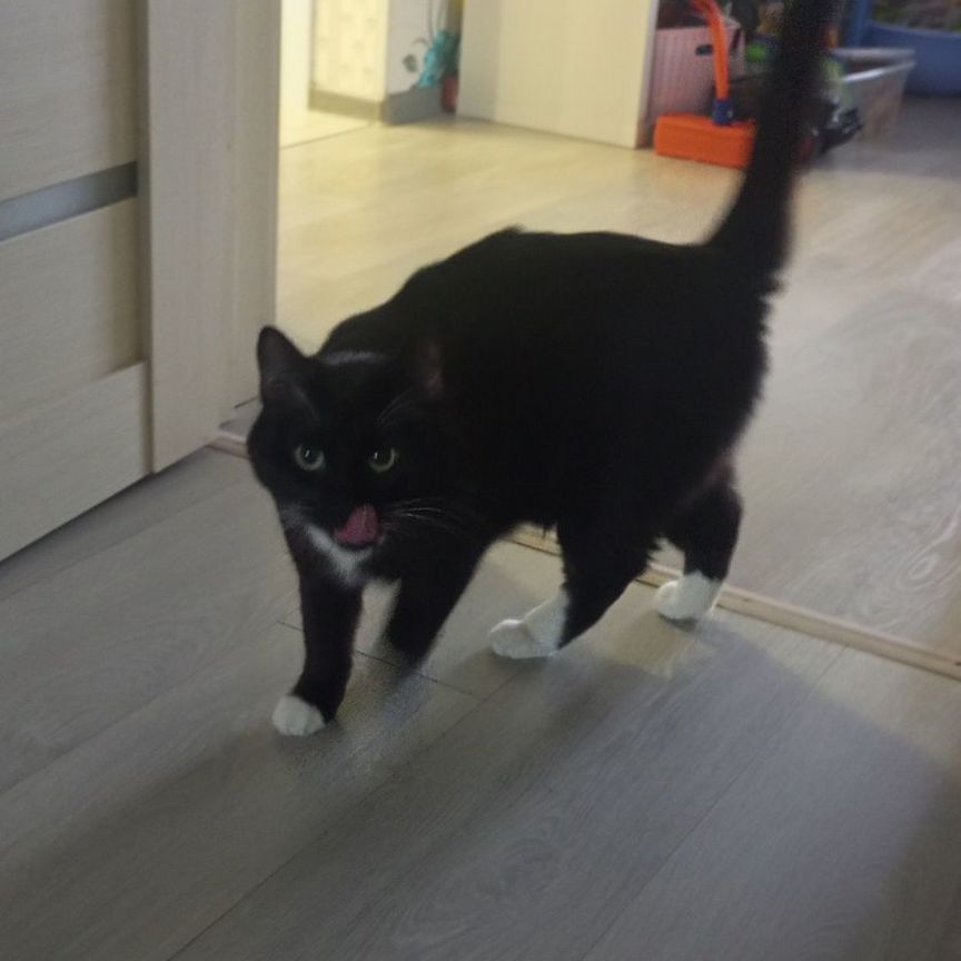 Отдам в добрые руки