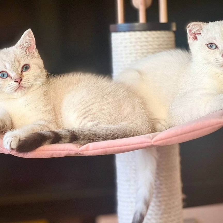 Шотландские котята