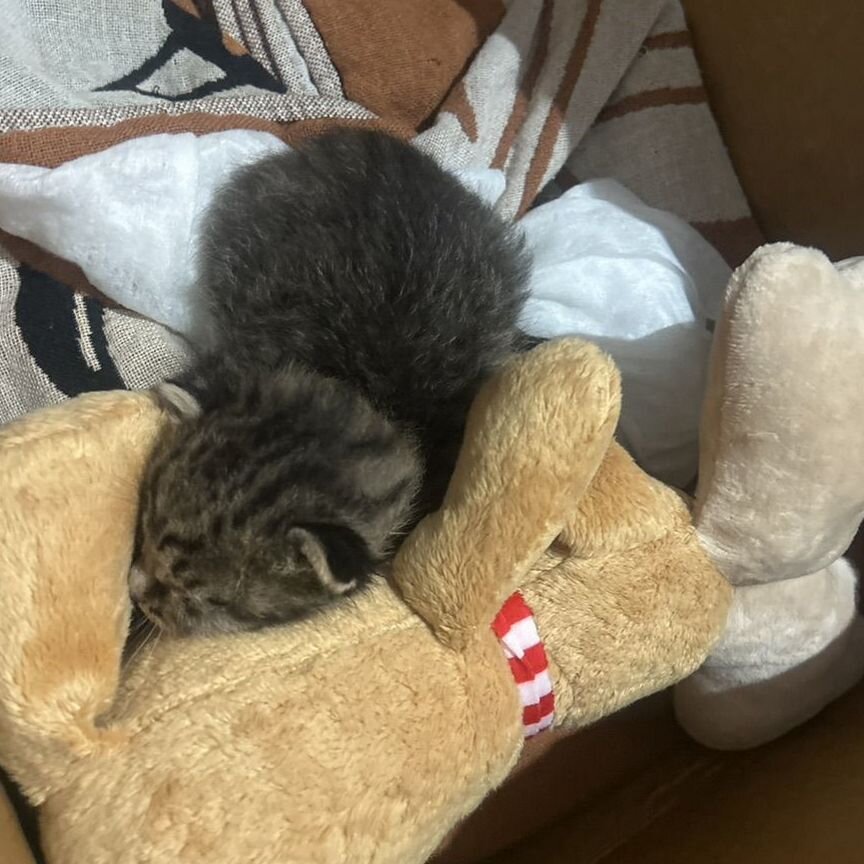 Котёнок в добрые руки