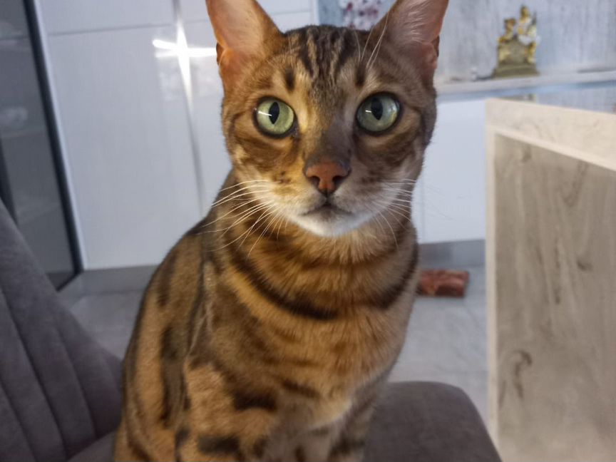 Кошка породистая в дар