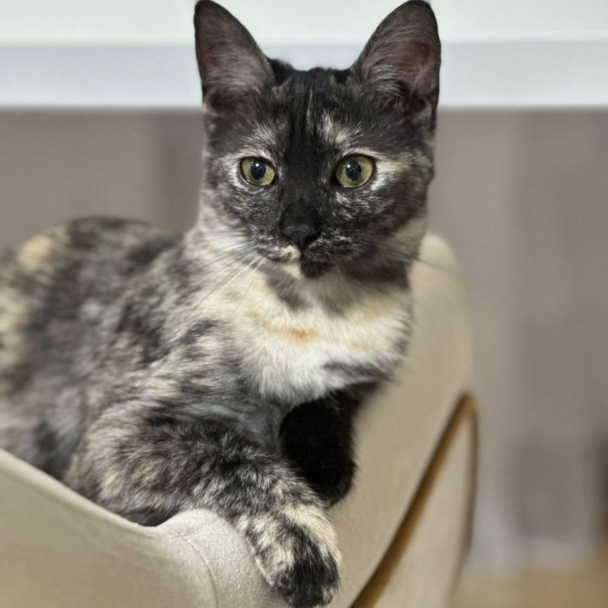 Котенок девочка 4, 5 мес