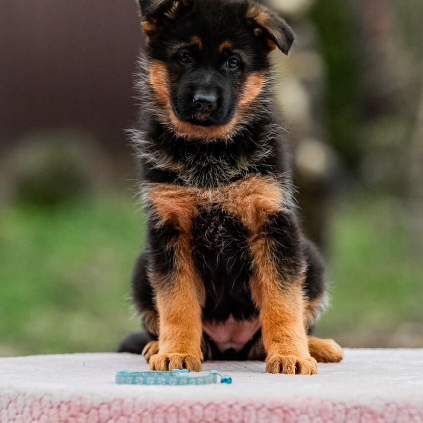 Чудесные щенки породы немецкая овчарка