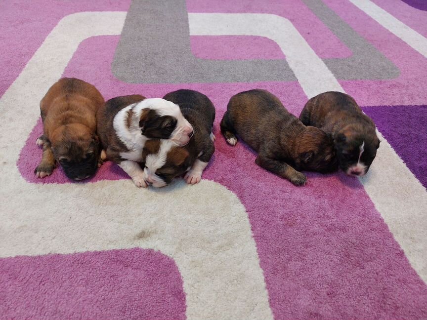 Щенки сао алабай