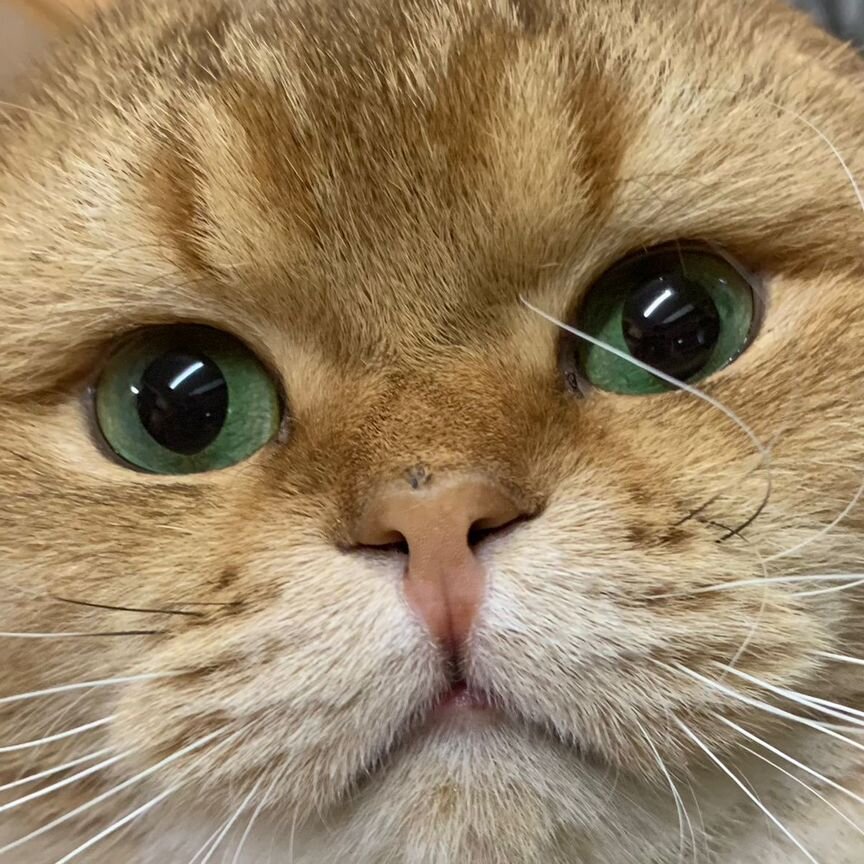 Продам кота