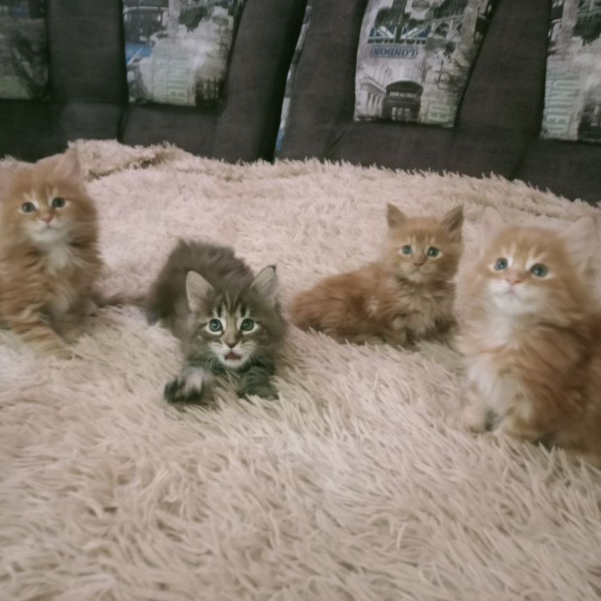 Котята мейн-кун