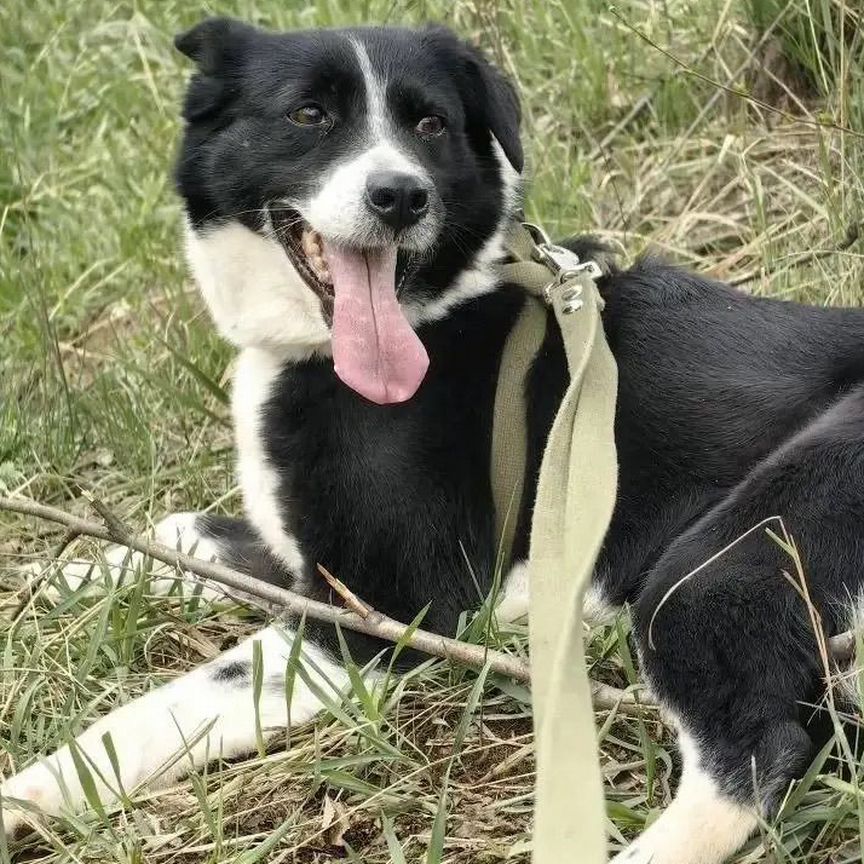 Взрослая собака в добрые руки