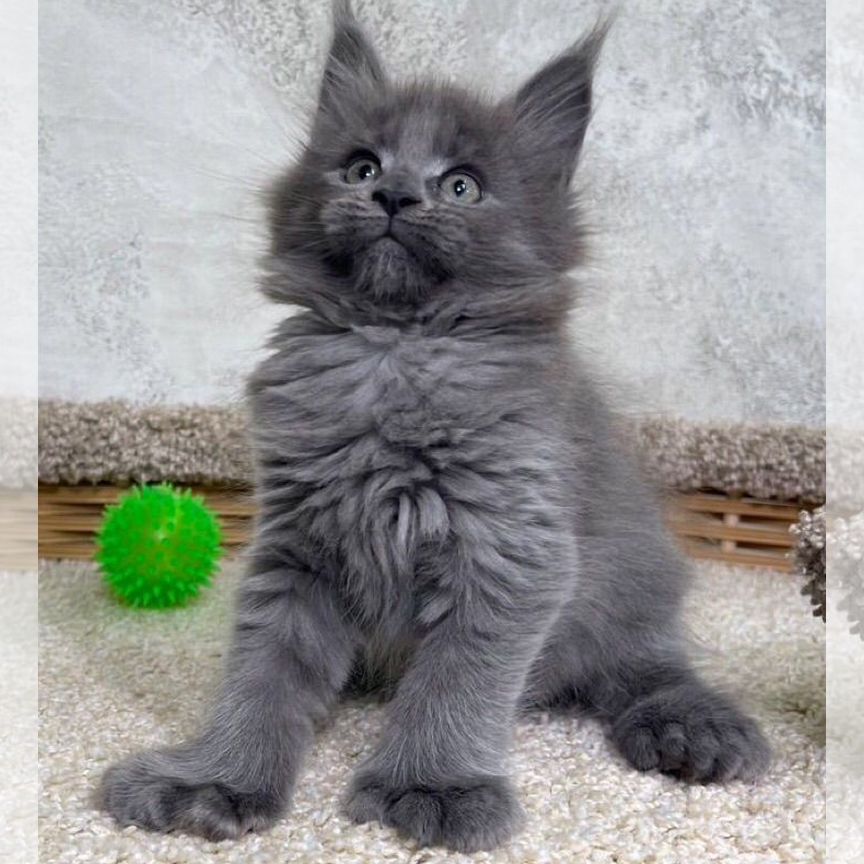 Мейн-кун котёнок