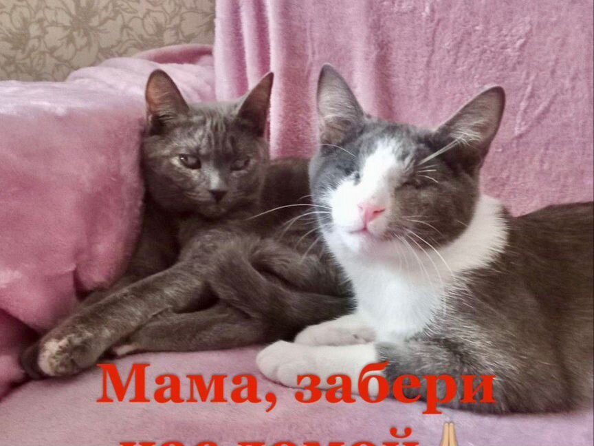 Вера и Валера ищут дом