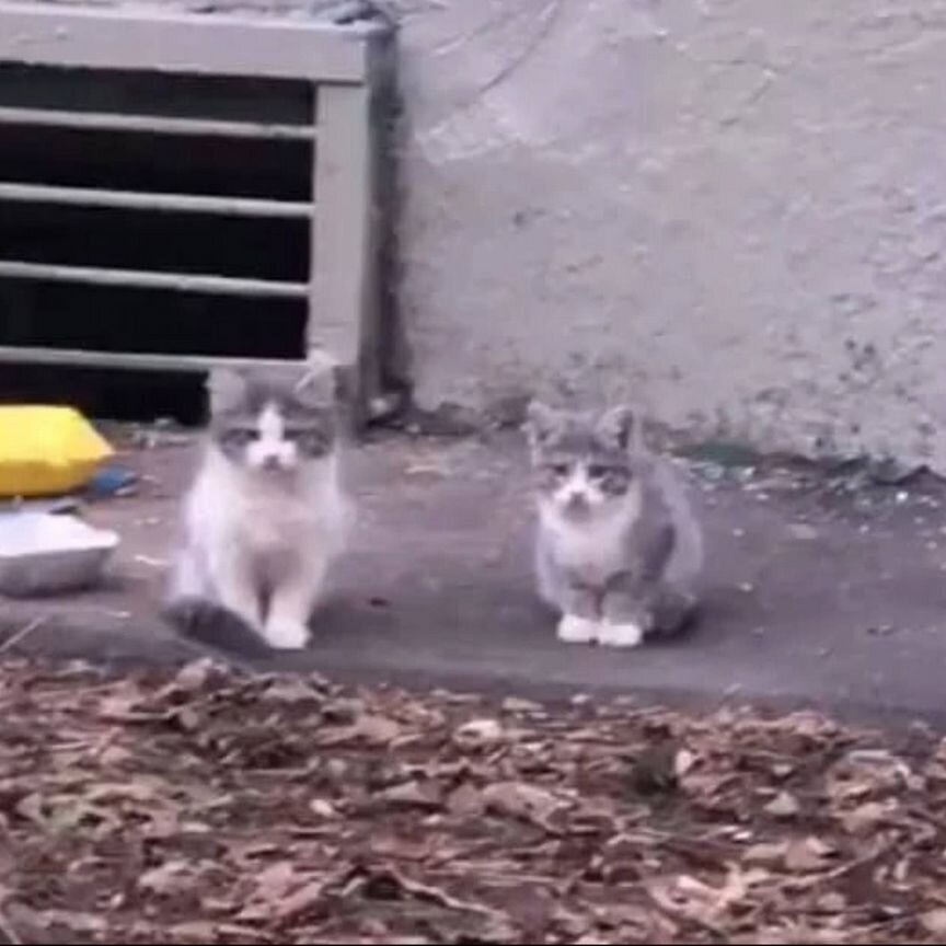 Котята в добрые руки