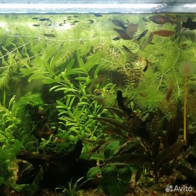 Молли, гуппи мальки