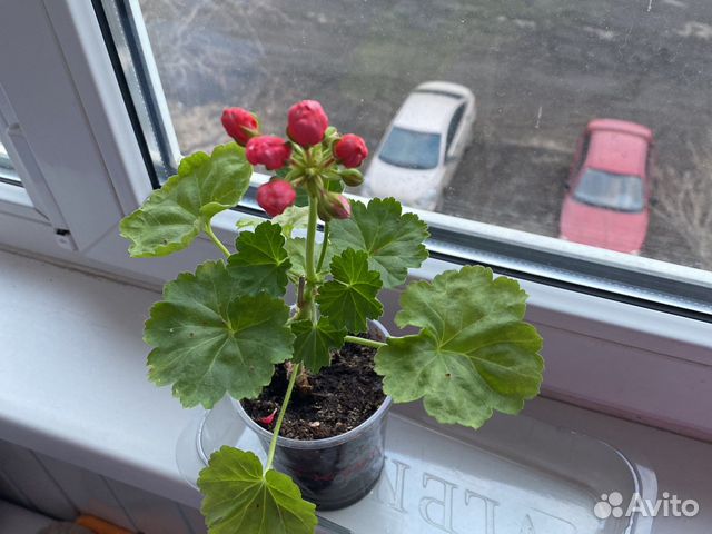 Пеларгония герань тюльпановидная купить в Кургане | Товары для дома и ...