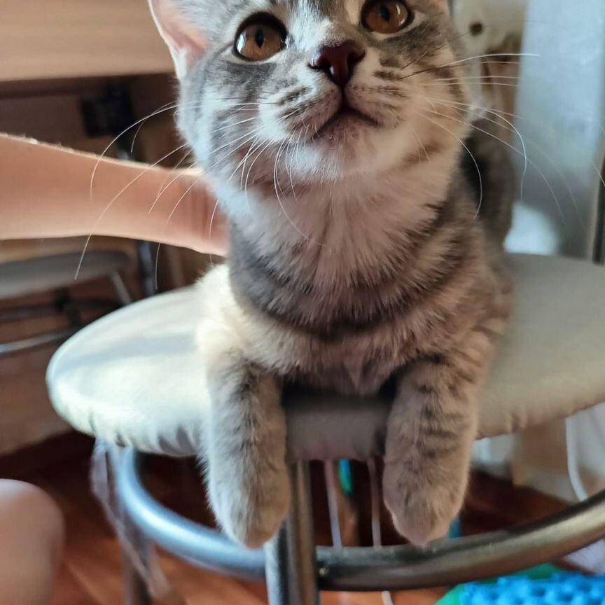 Котенок