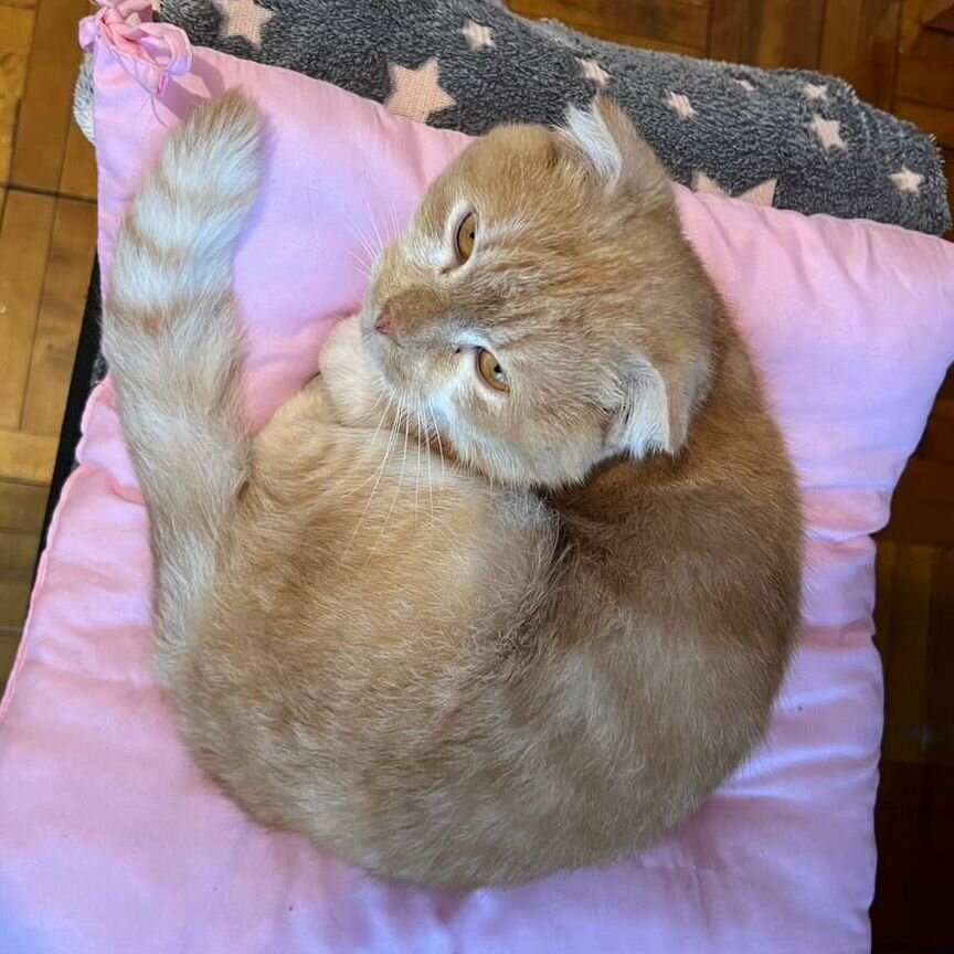 Кошка вислоухая